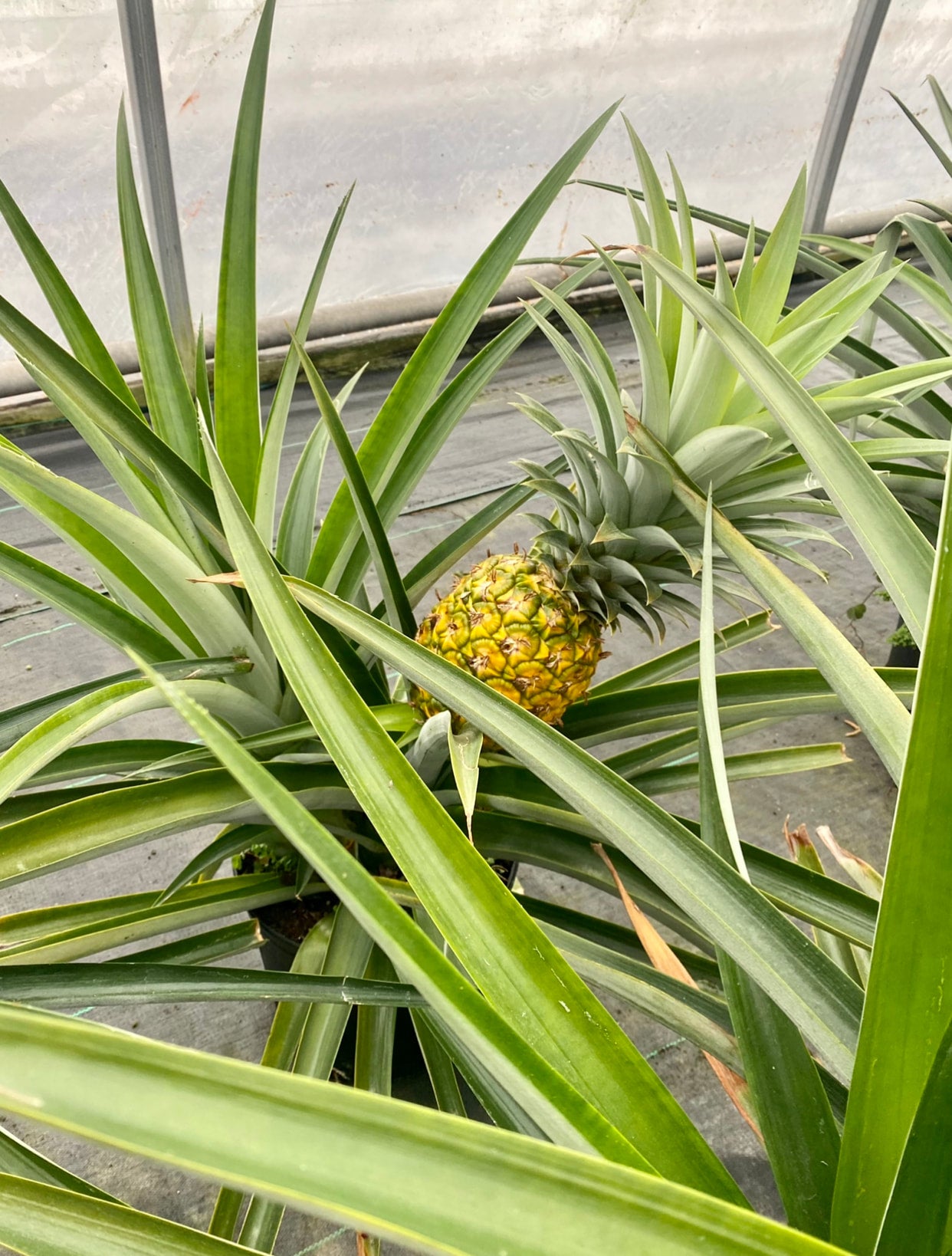 Pineapple Tree Farm